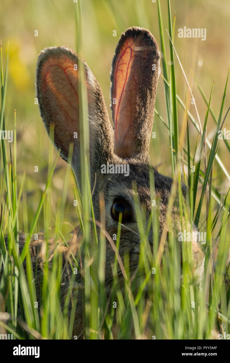 Blood Vessels In The Ears of Wild Hare Stock Photo - Alamy