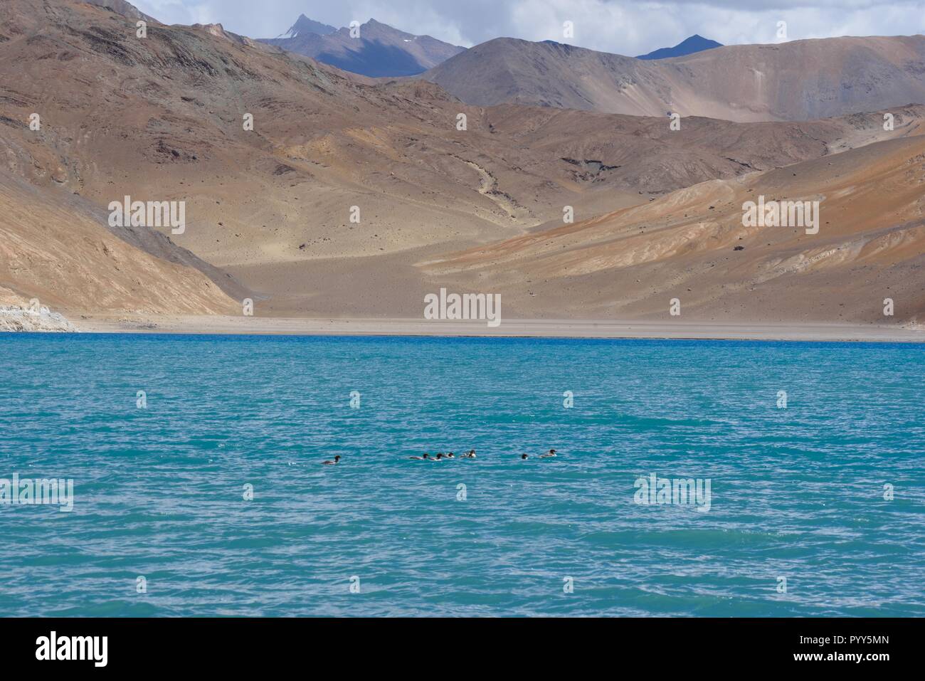 Magical Pangong Tso Stock Photo - Alamy