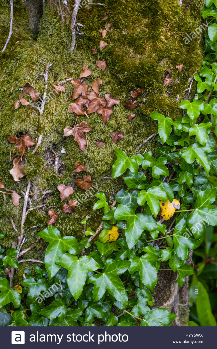 Dead Moss Stock Photos & Dead Moss Stock Images - Alamy