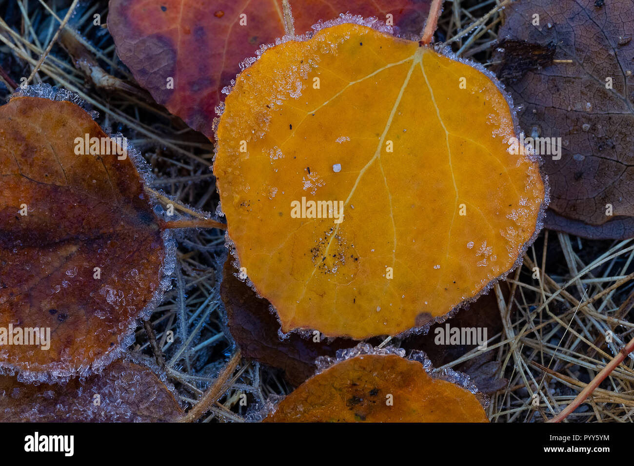 Frosty fall colors hi-res stock photography and images - Alamy