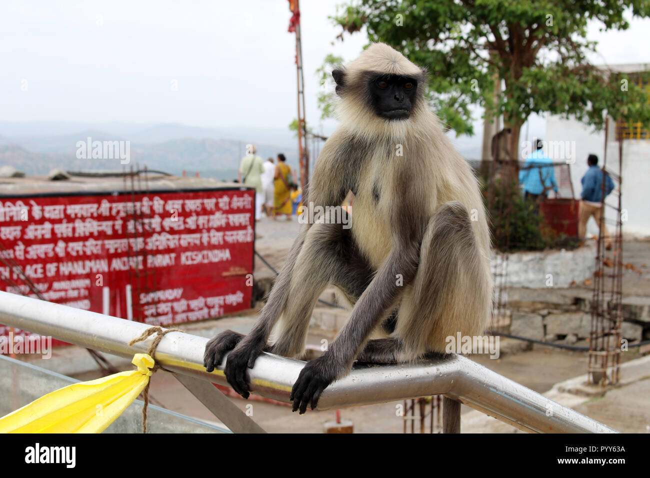 The monkeys around Hanuman (yes, the monkey god) Temple at Anjana Hill ...