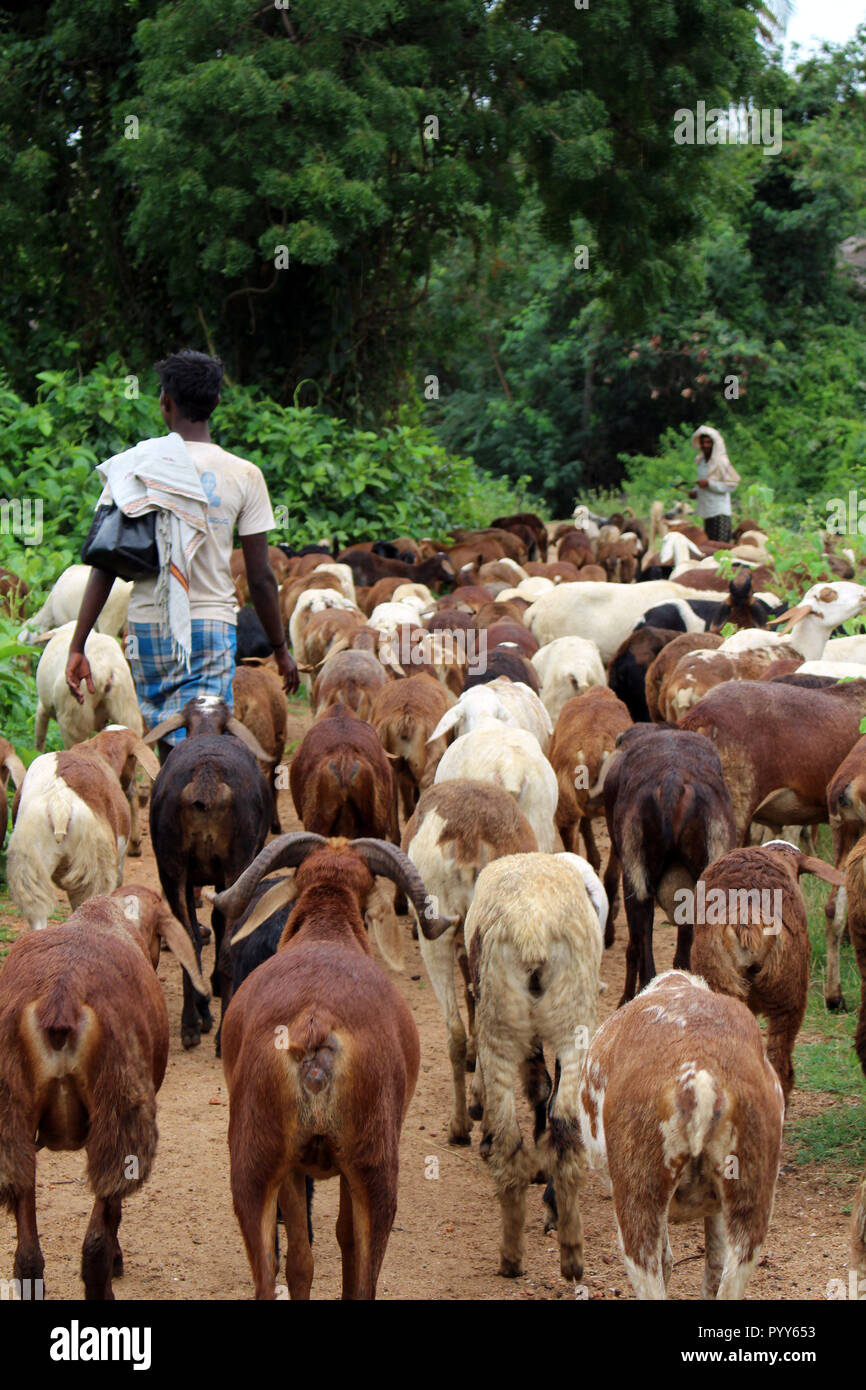 Indian shepherd herd sheeps hi-res stock photography and images - Alamy