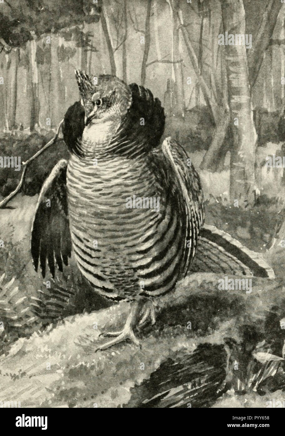 The Ruffed Grouse Strutting Stock Photo - Alamy