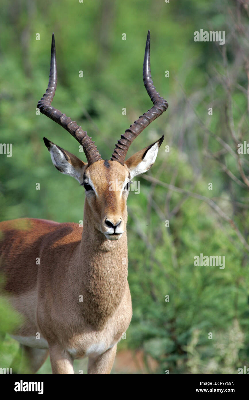 Imapla in South Africa Stock Photo - Alamy