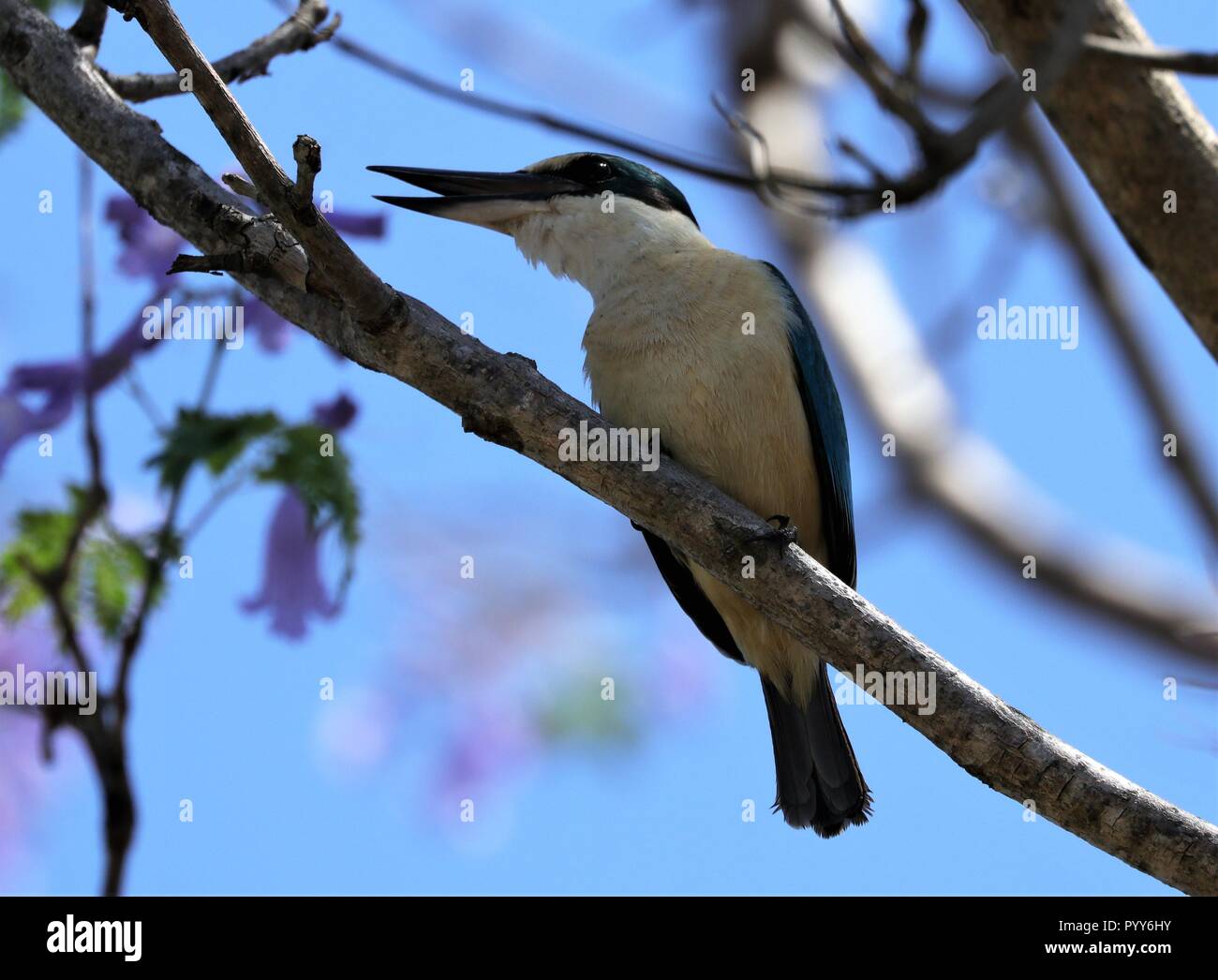 Singing for Spring Stock Photo - Alamy
