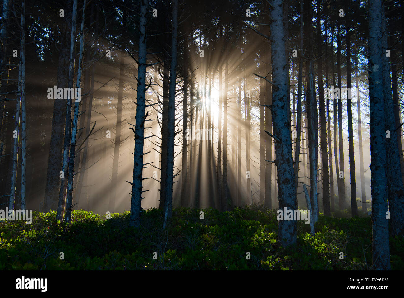 Sun beams breaking through morning fog, tree trunks, and tree crowns at ...
