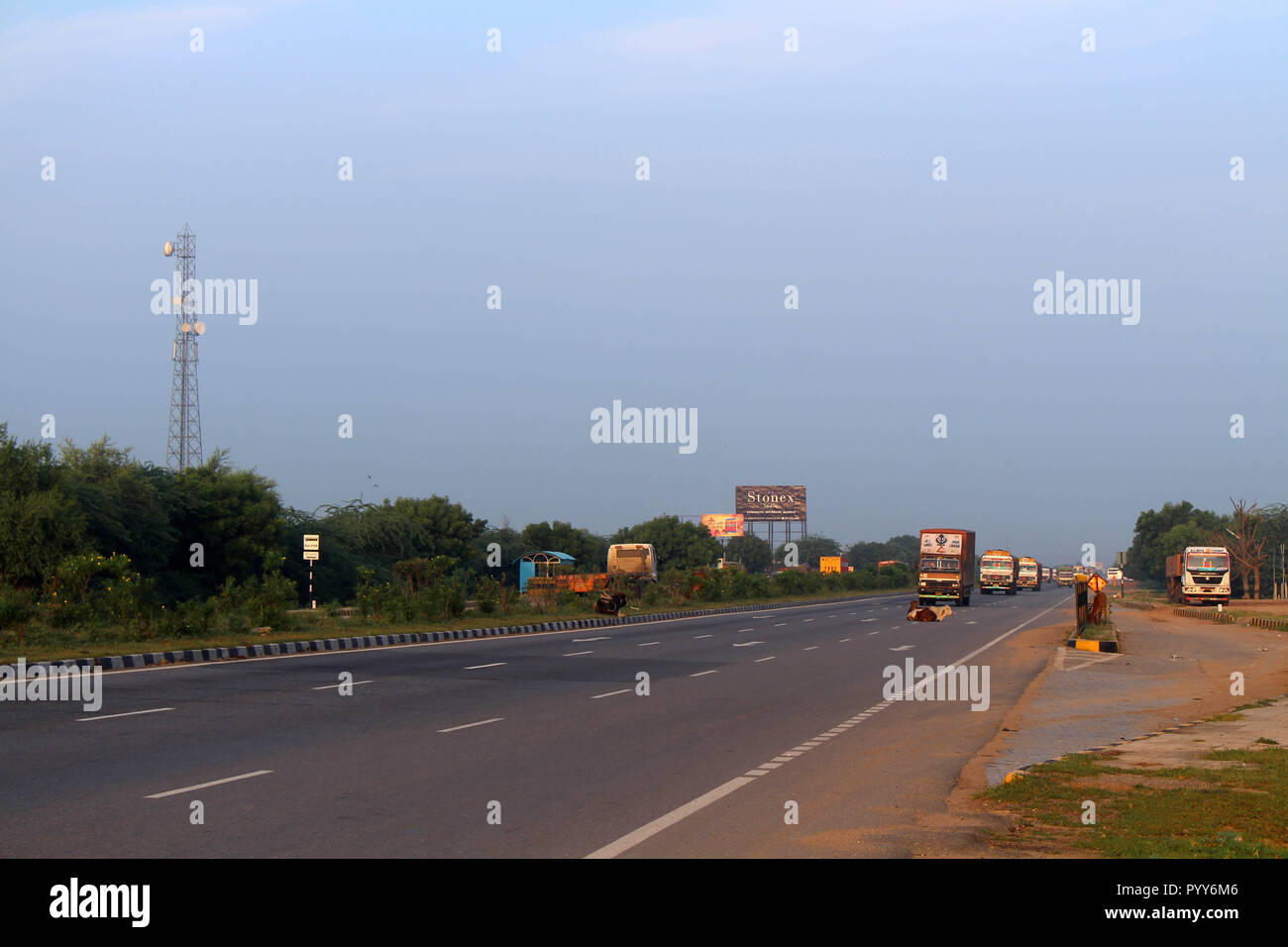 A cow or cows, the most venerated animal in the country, relaxing and ...