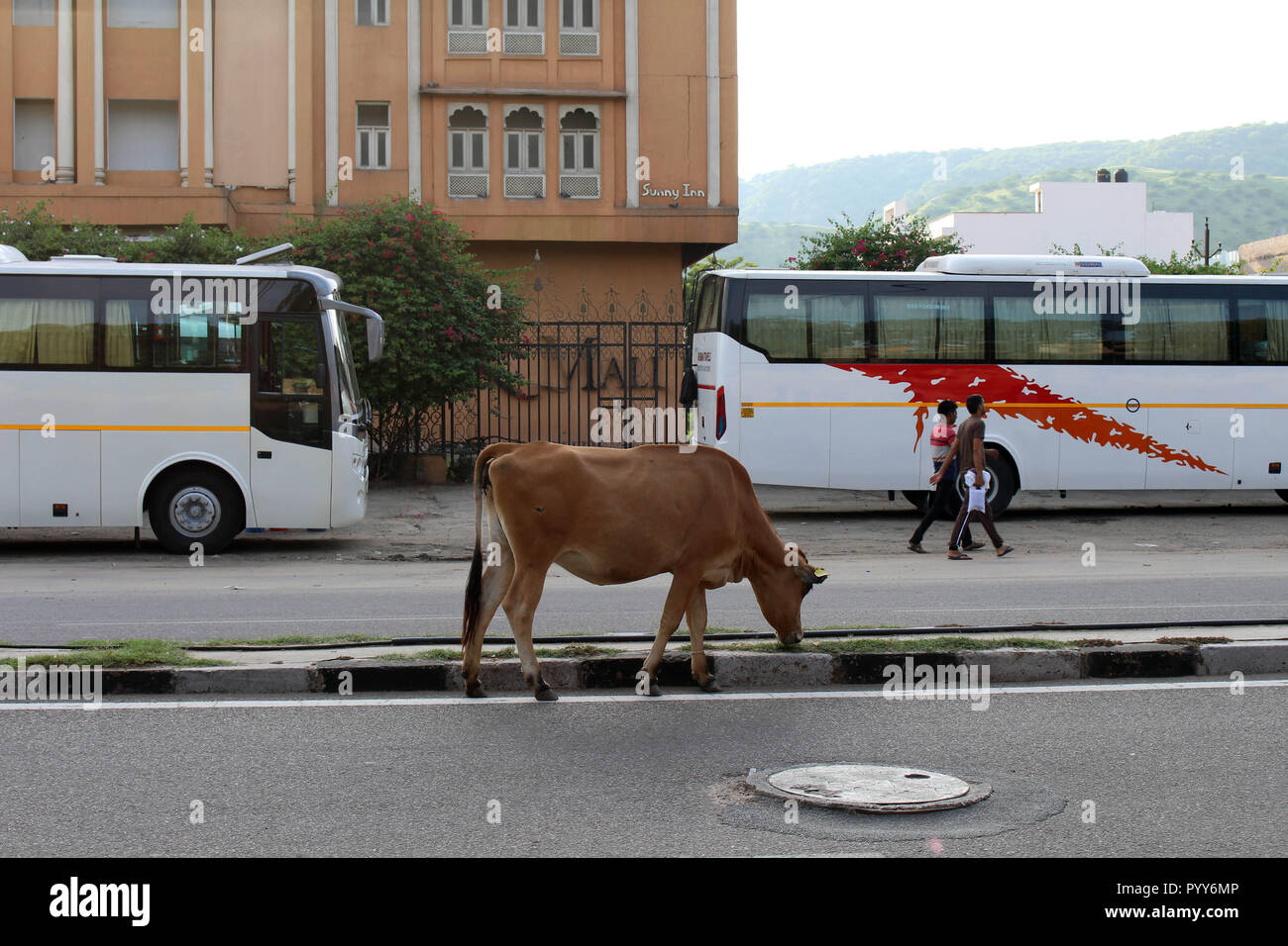 A cow or cows, the most venerated animal in the country, relaxing and ...