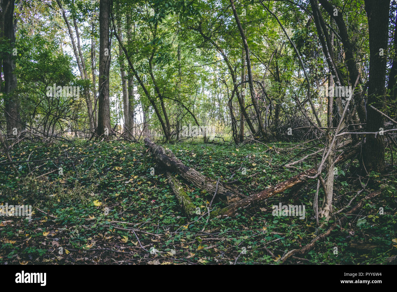 Deep in the northern woodlands Stock Photo - Alamy