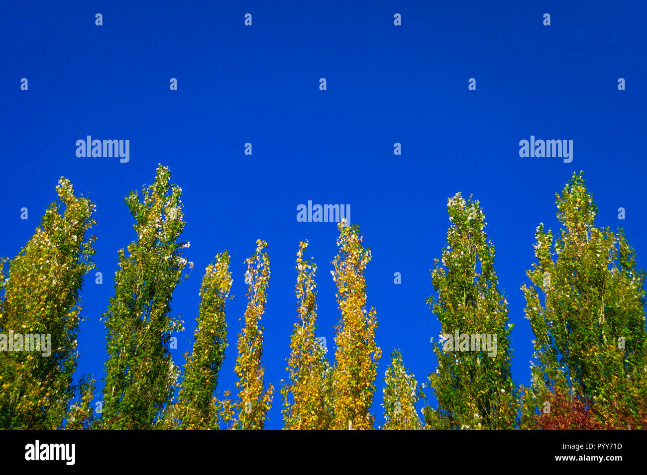 Lombardy Poplar Tree Tops Against Blue Sky On A Windy Day. Abstract ...