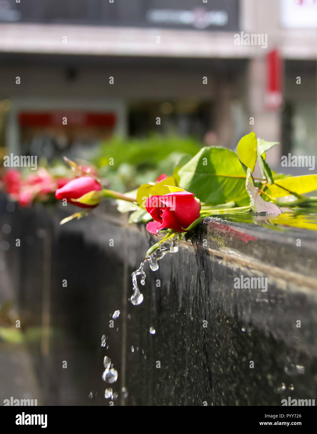 Water from a fountain flows down over red roses Stock Photo - Alamy