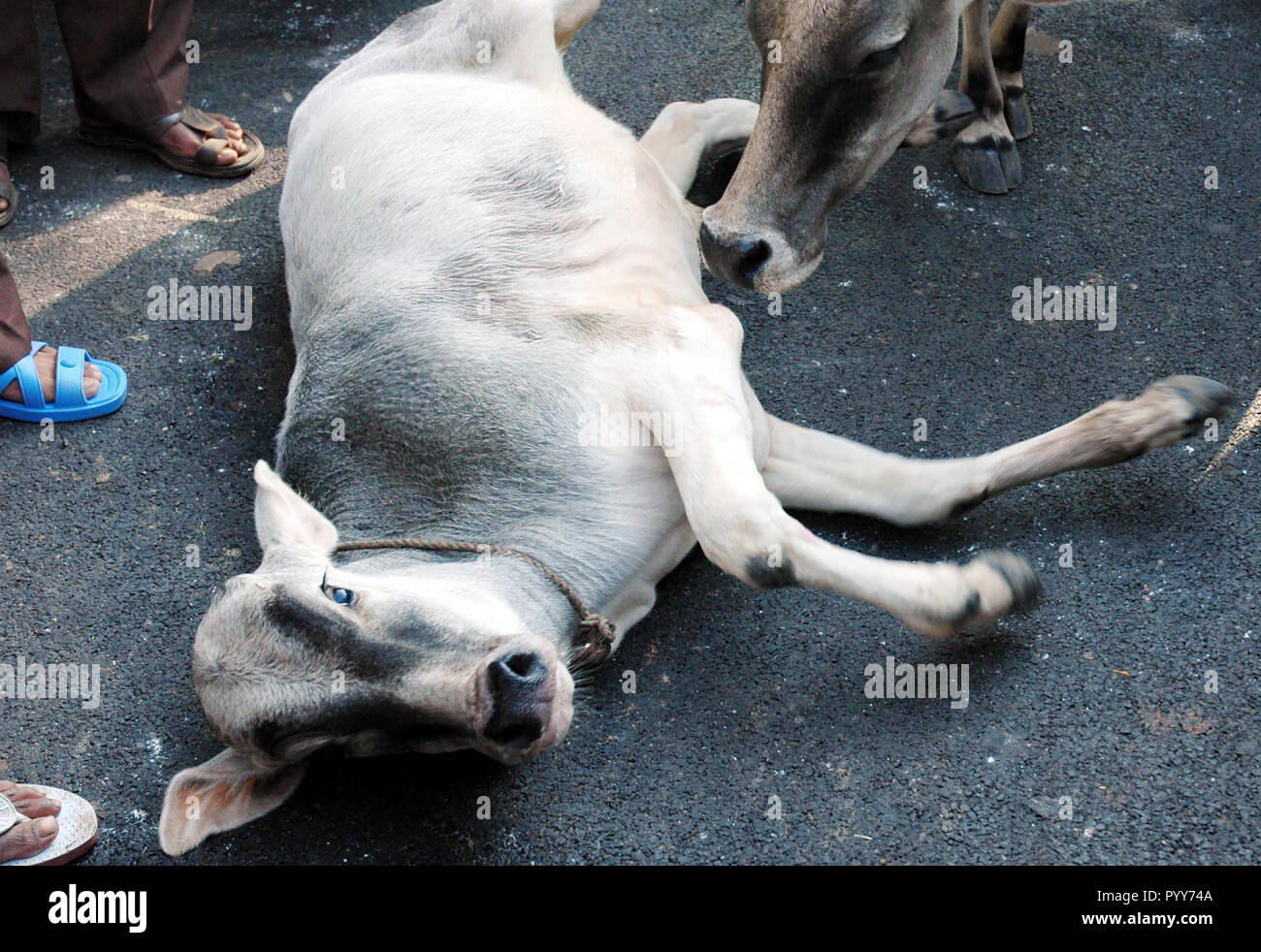 Human cow hi-res stock photography and images - Alamy