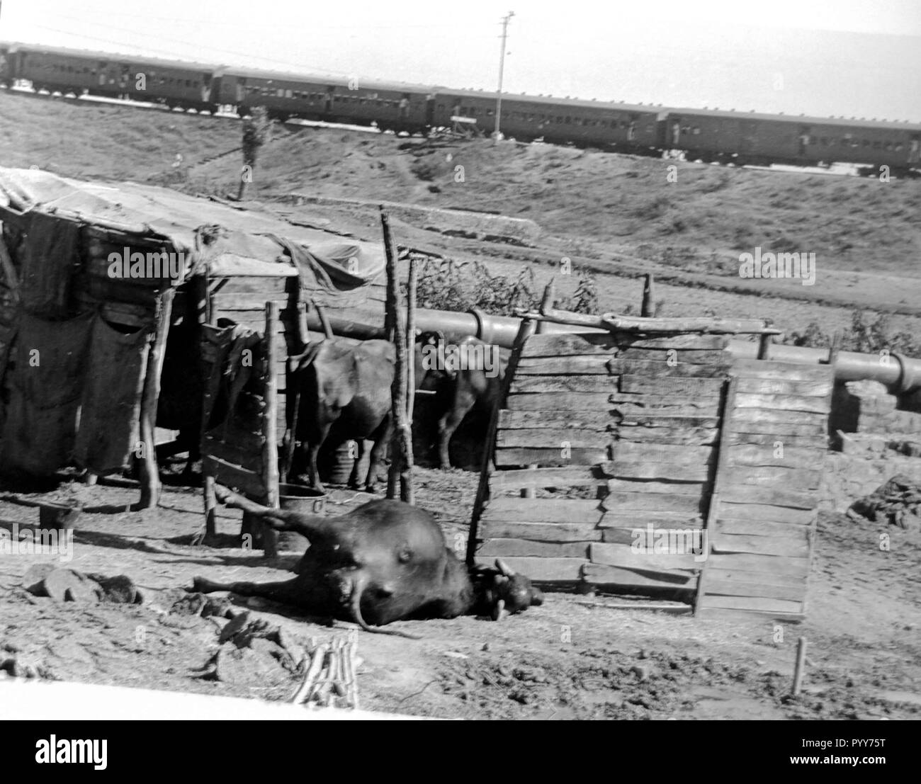dead cow carcass, union carbide gas leak tragedy, Bhopal, madhya ...