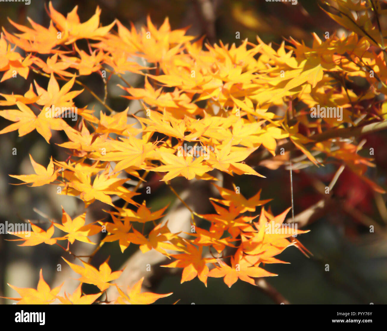Maple leaf collage hi-res stock photography and images - Alamy