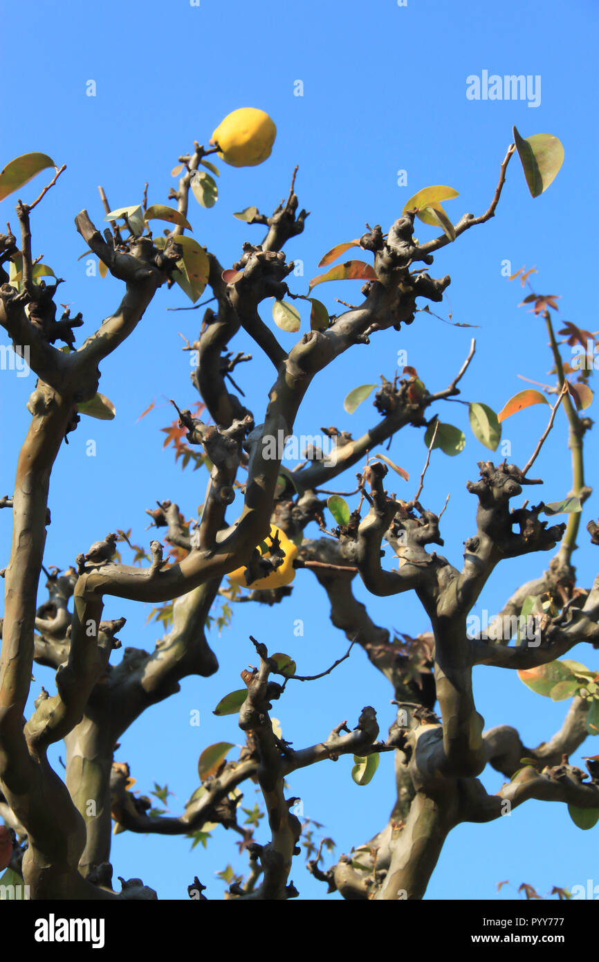 A barren tree in autumn bear fruits Stock Photo - Alamy