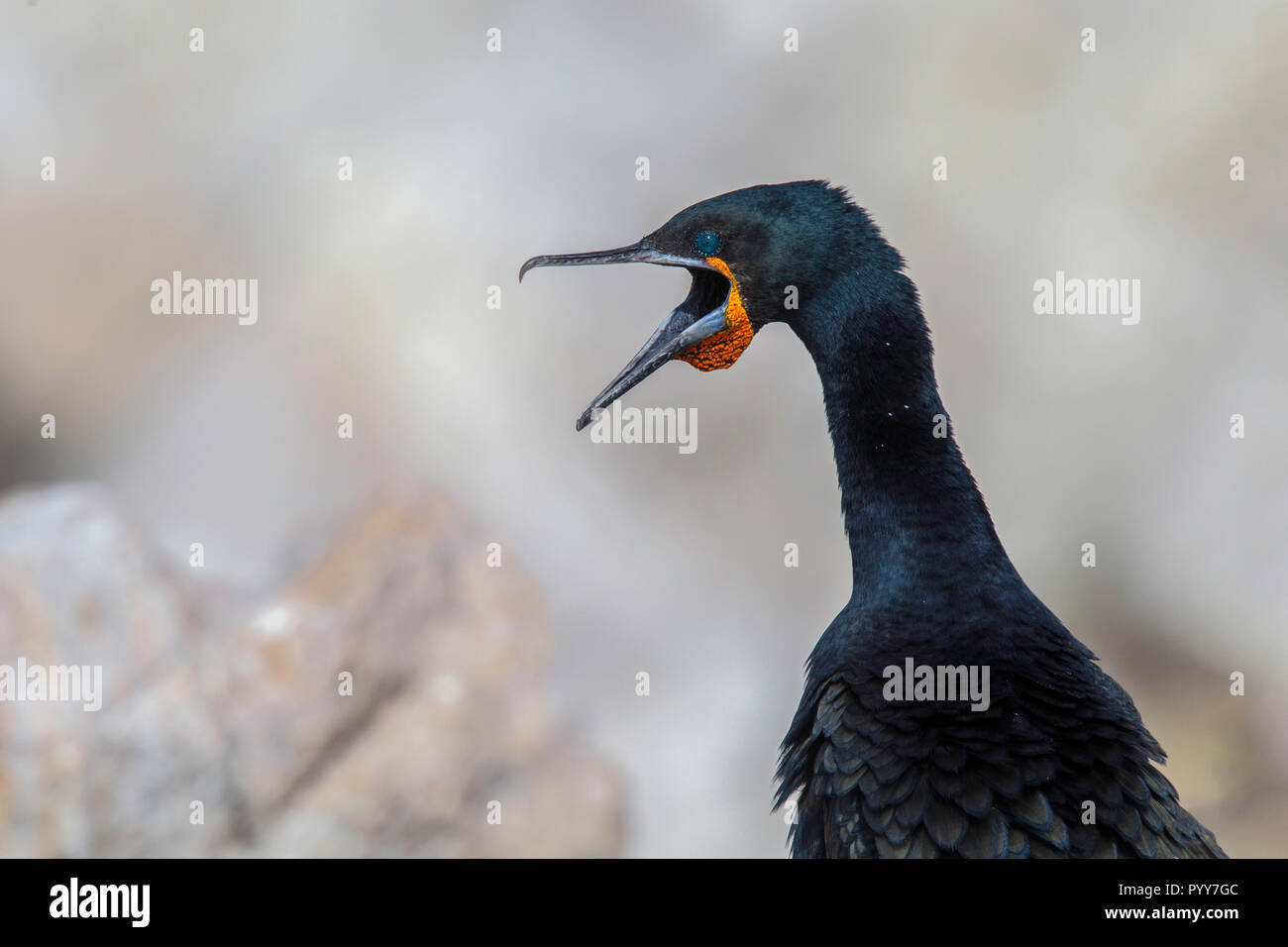Cape Cormorant Phalacrocorax capensis Cape Town, Western Cape, South ...