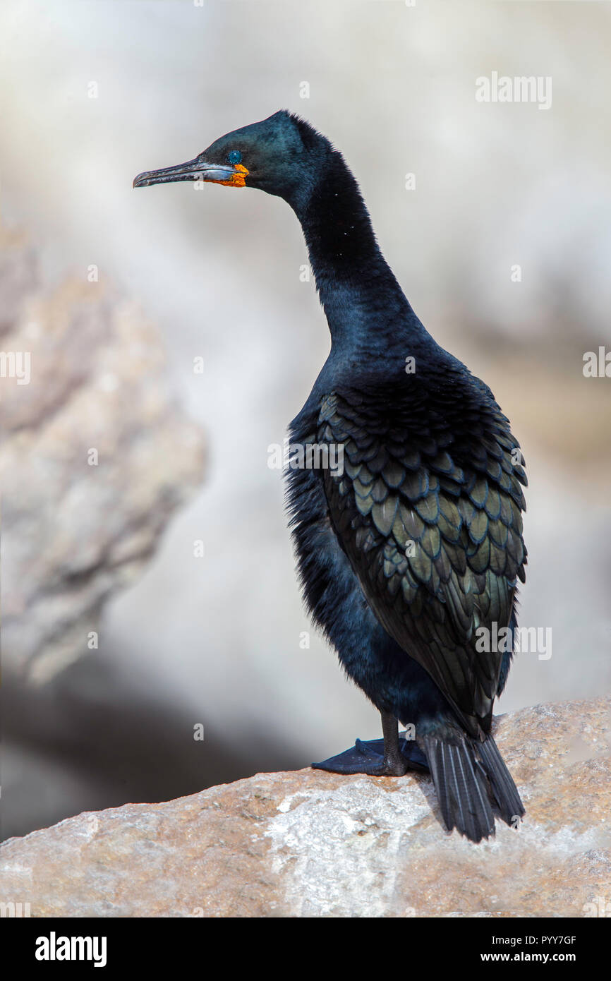 Cape Cormorant Phalacrocorax capensis Cape Town, Western Cape, South ...