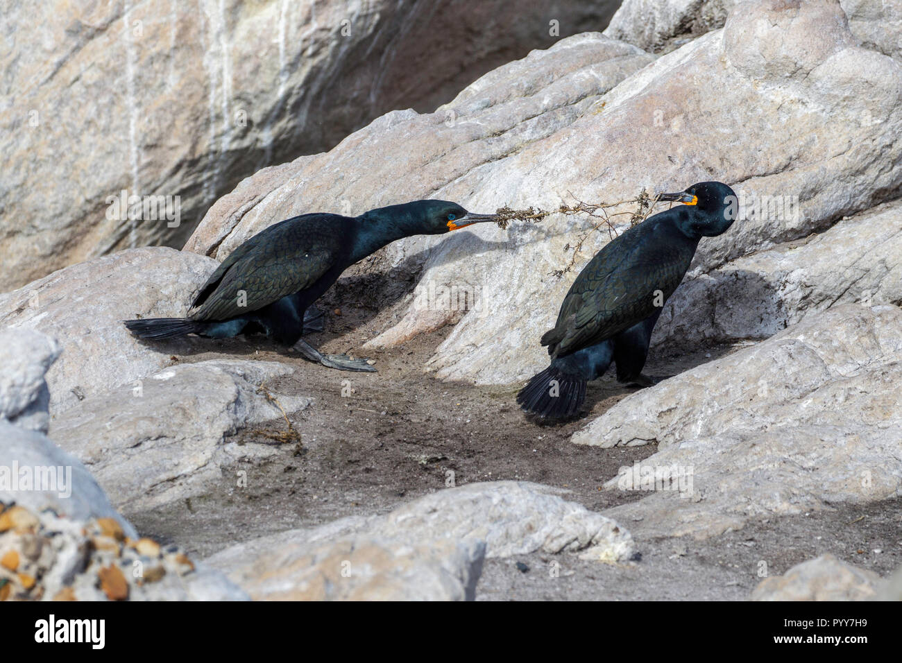 Cape Cormorant Phalacrocorax capensis Cape Town, Western Cape, South ...