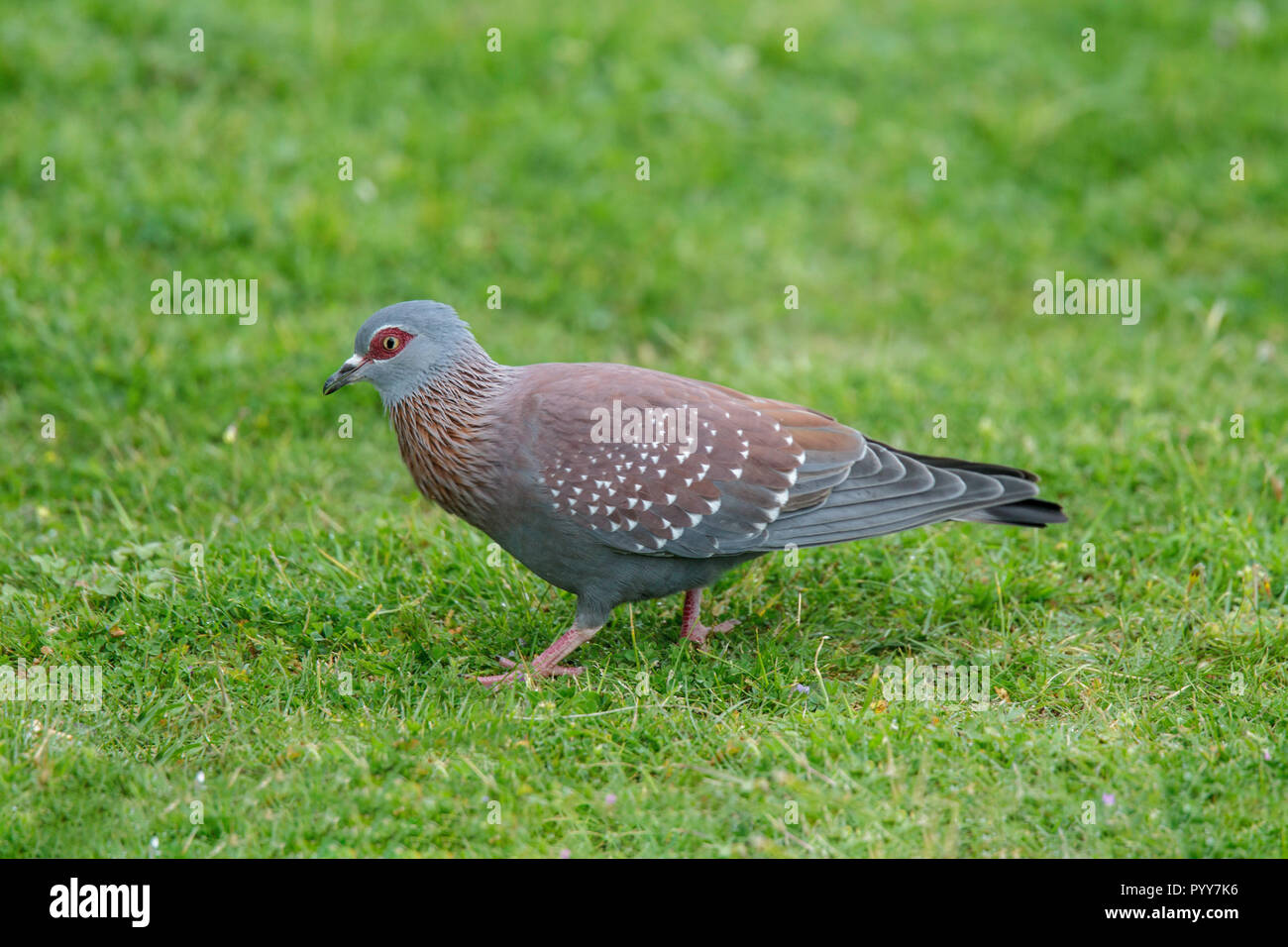 Cape pigeon hi-res stock photography and images - Alamy
