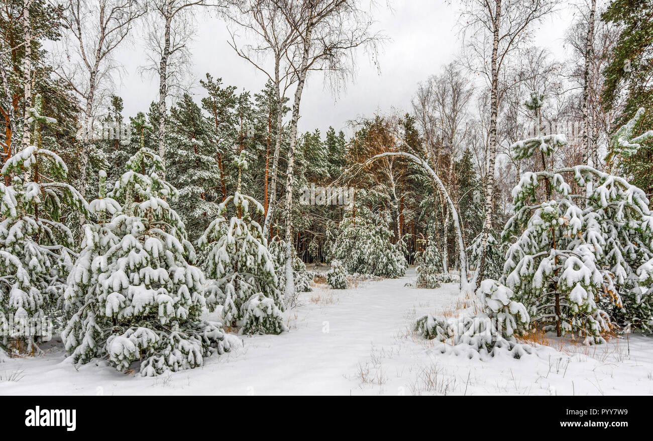 trip to the snowy forest. snow. snowfall. walk in the woods Stock Photo ...