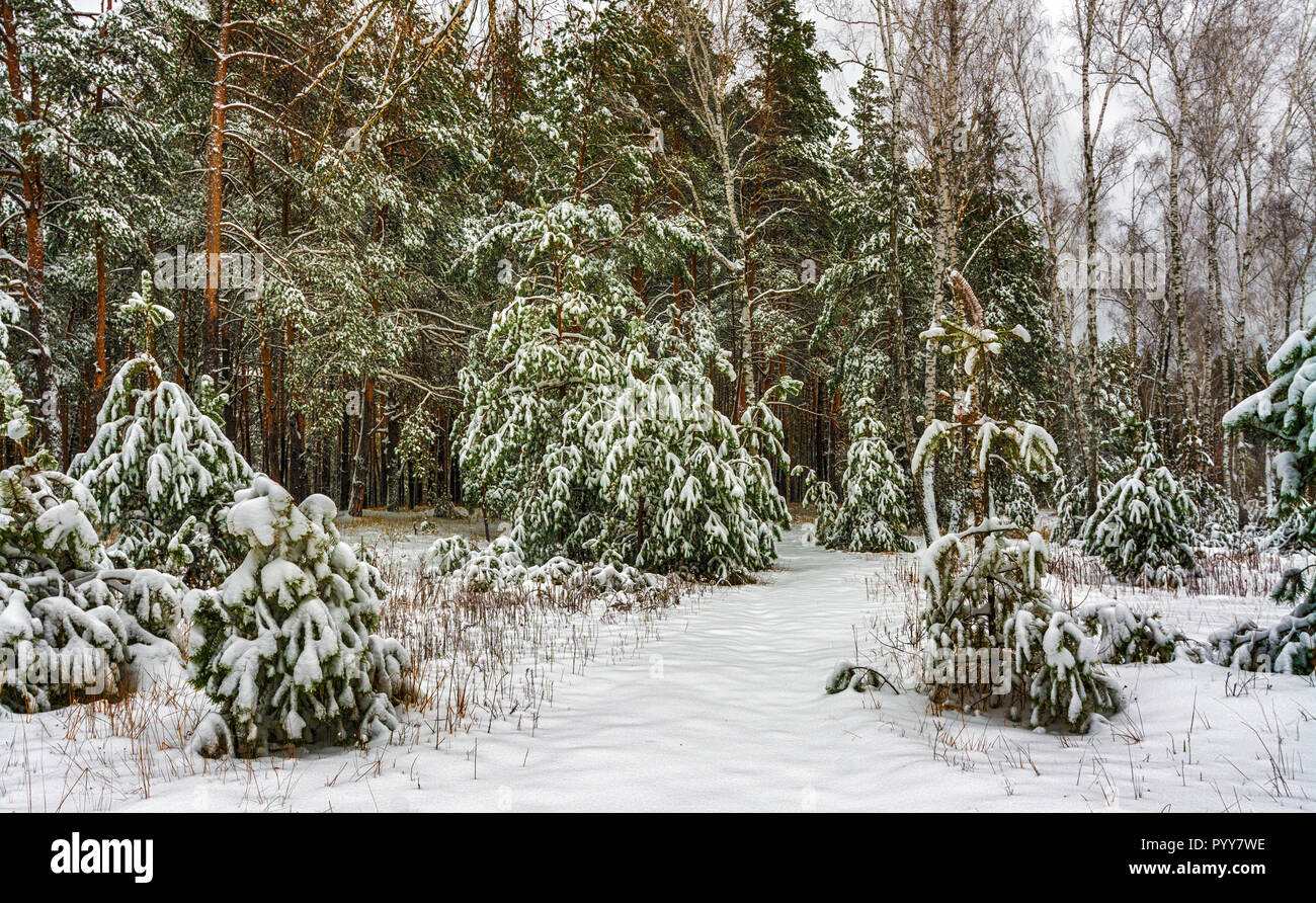 trip to the snowy forest. snow. snowfall. walk in the woods Stock Photo ...
