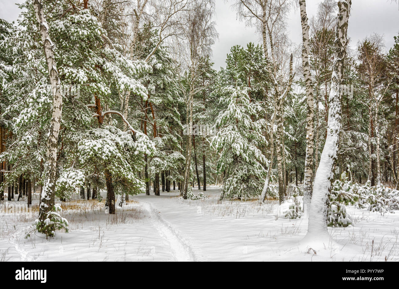 trip to the snowy forest. snow. snowfall. walk in the woods Stock Photo ...