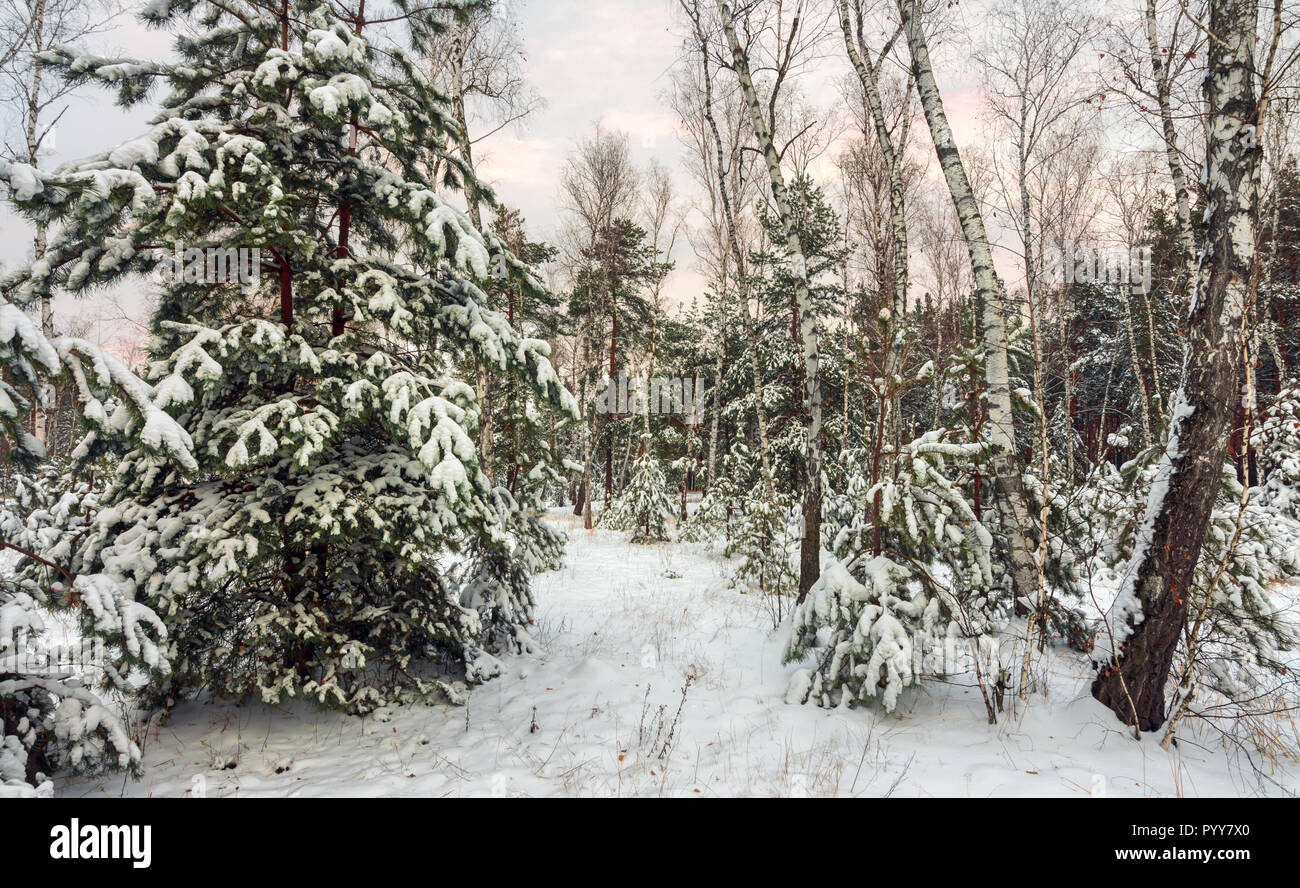 trip to the snowy forest. snow. snowfall. walk in the woods Stock Photo ...