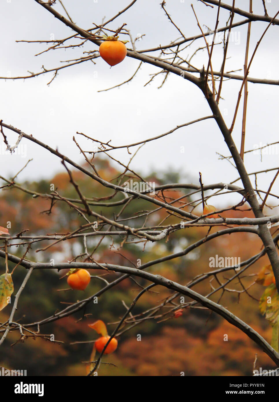 Tree in autumn still bearing fruits at Shirakawago Village Stock Photo ...