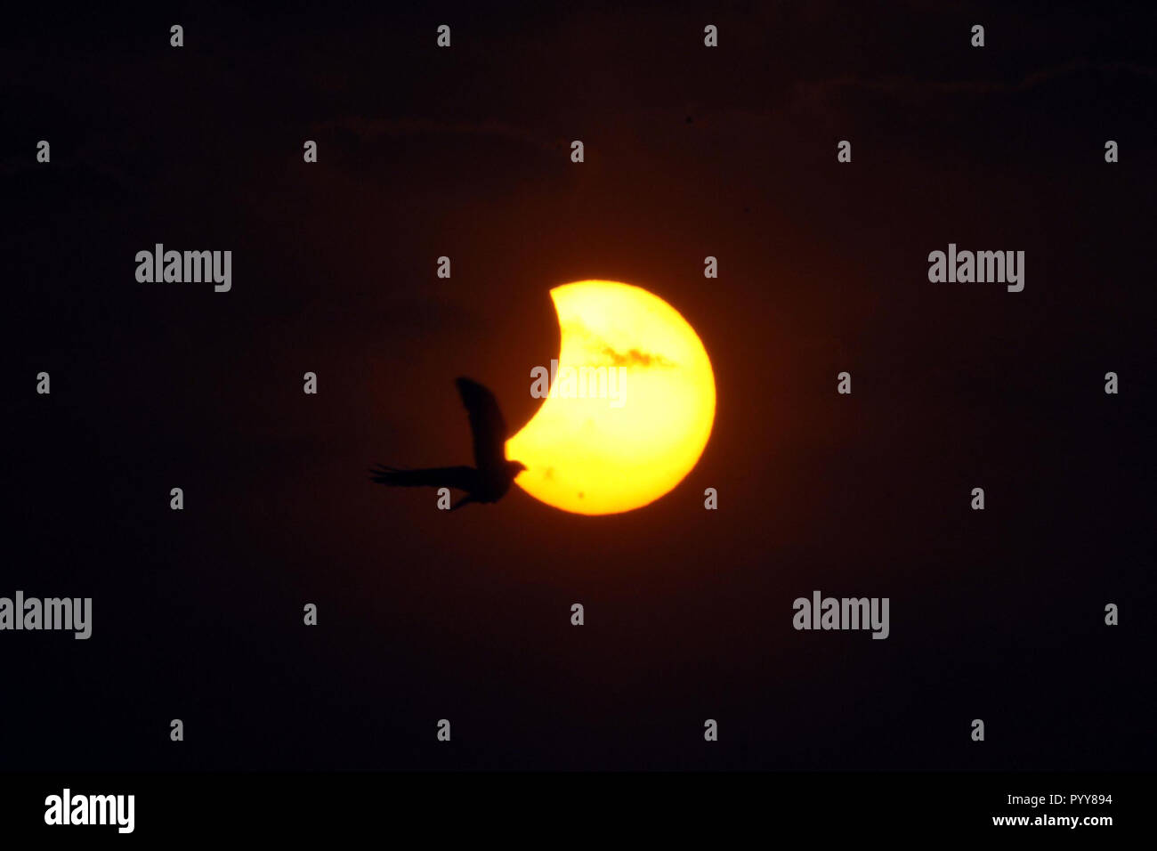 Solar Eclipse, Bird flying, Bombay, Mumbai, Maharashtra, India, Asia ...