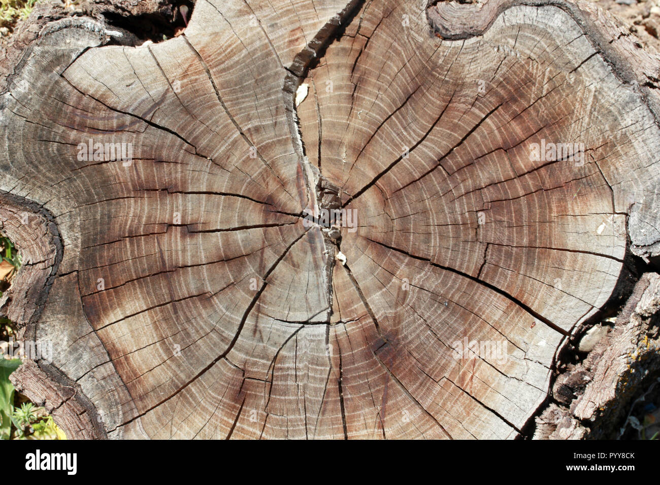 Wood texture year-old rings background Stock Photo - Alamy