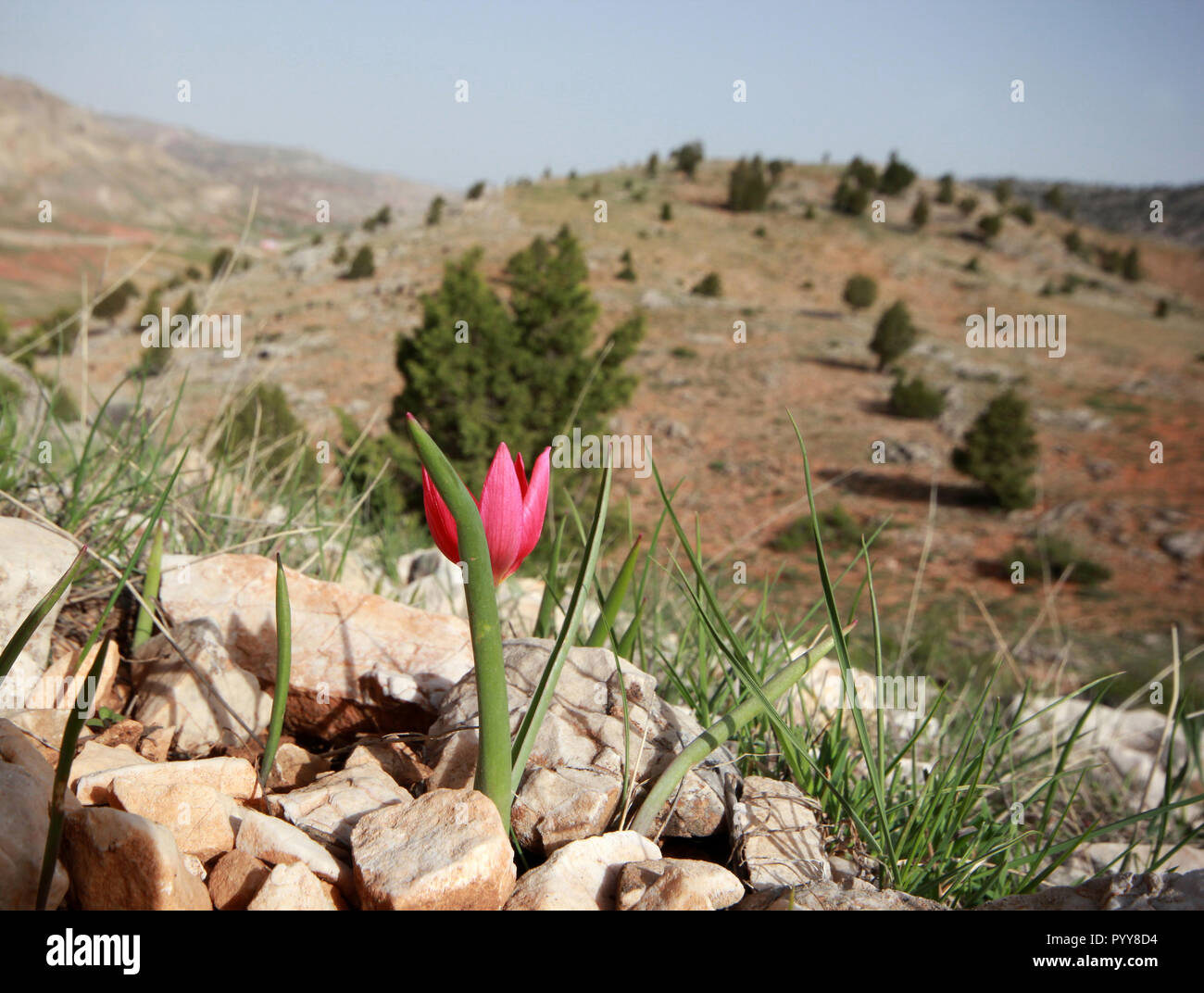 wild, red mountain tulip Stock Photo - Alamy