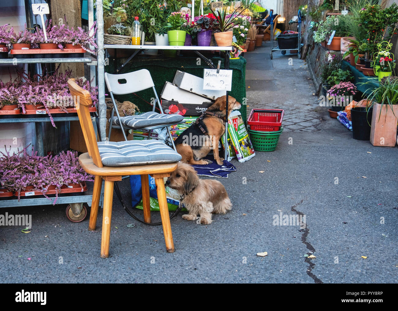Berlin dogs hi-res stock photography and images - Alamy