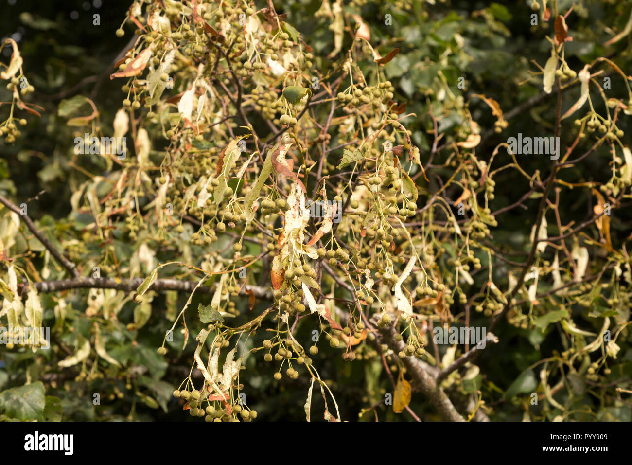 Close up of leaves and seeds of common lime tree, Tilia × europaea ...