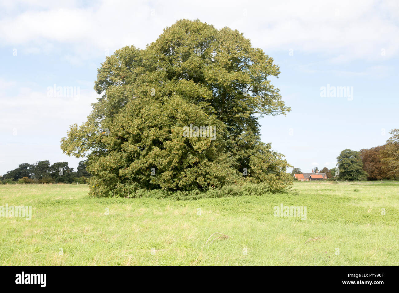 Common lime tree standing alone in field late summer early autumn ...