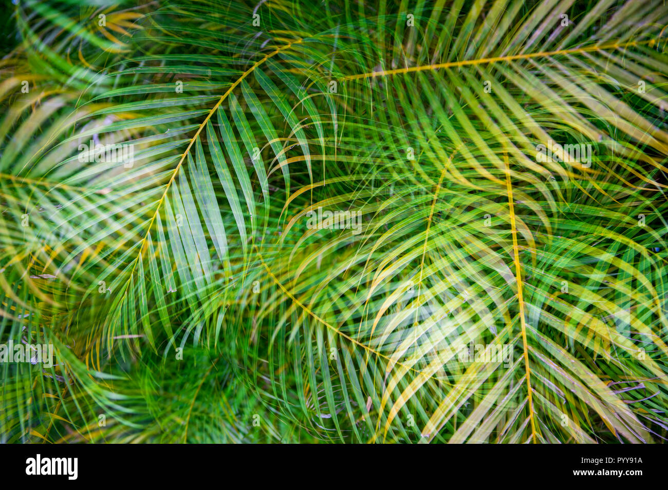 Tropical jungle background of overlapping fronds of green palm plants ...