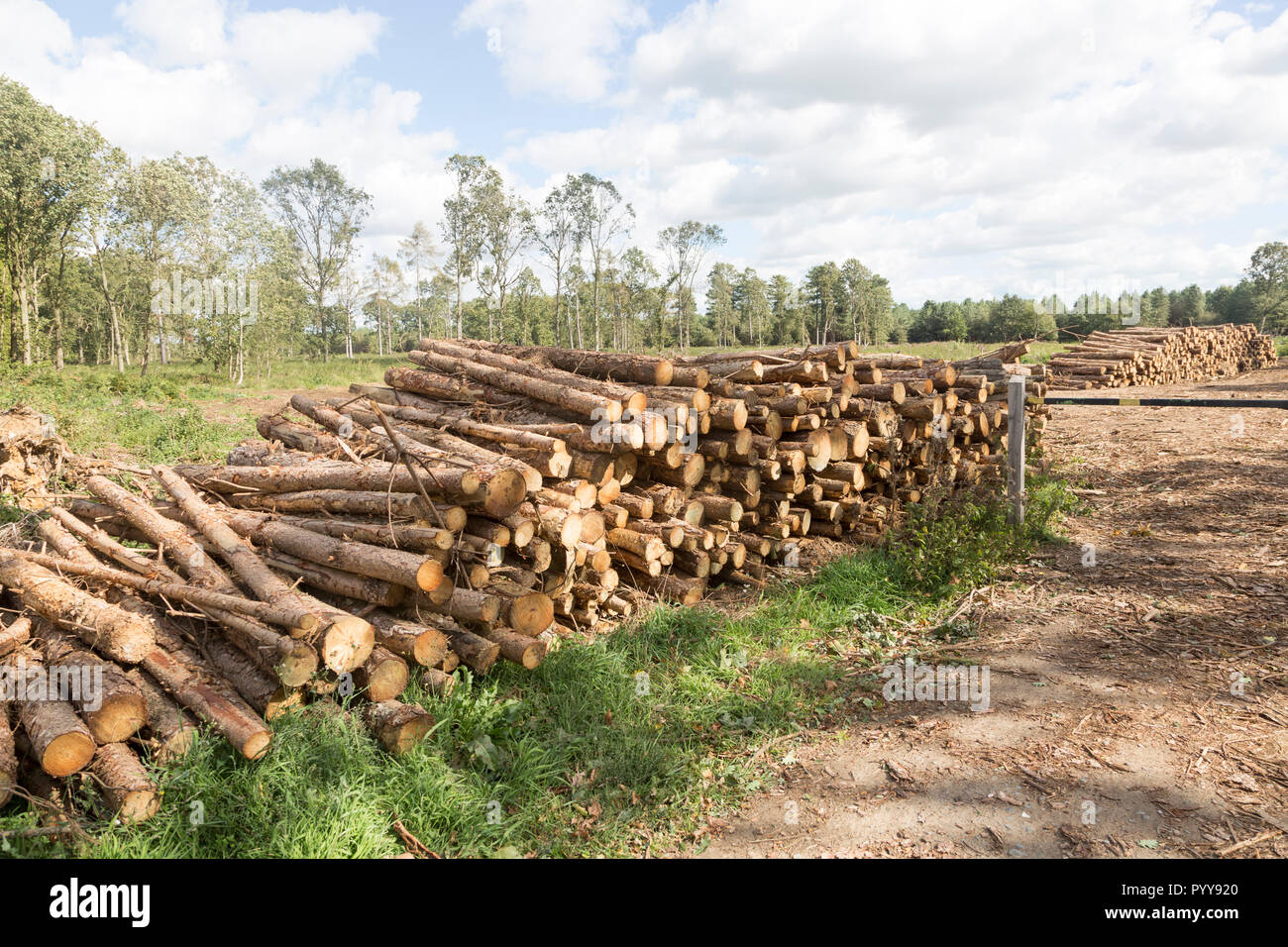 Forestry commission felling timber hi-res stock photography and images ...