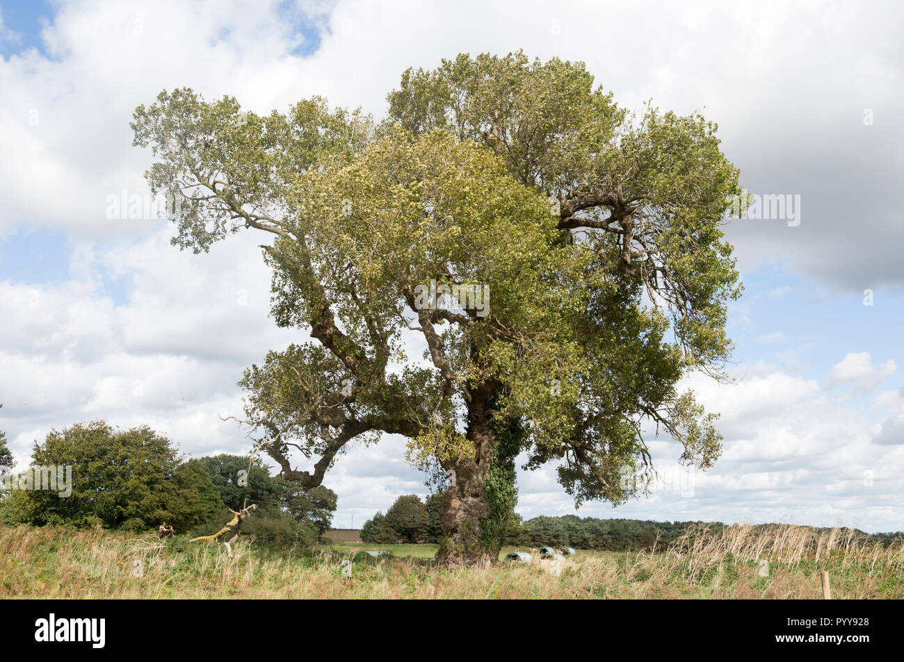 What Is A Black Poplar Tree at Ricky Middleton blog