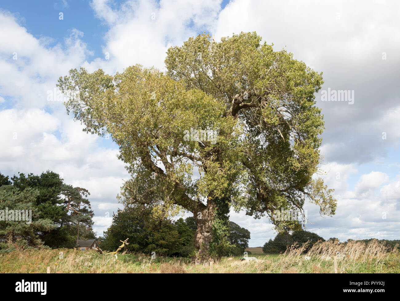 Native english black poplar tree populus nigra hi-res stock photography ...