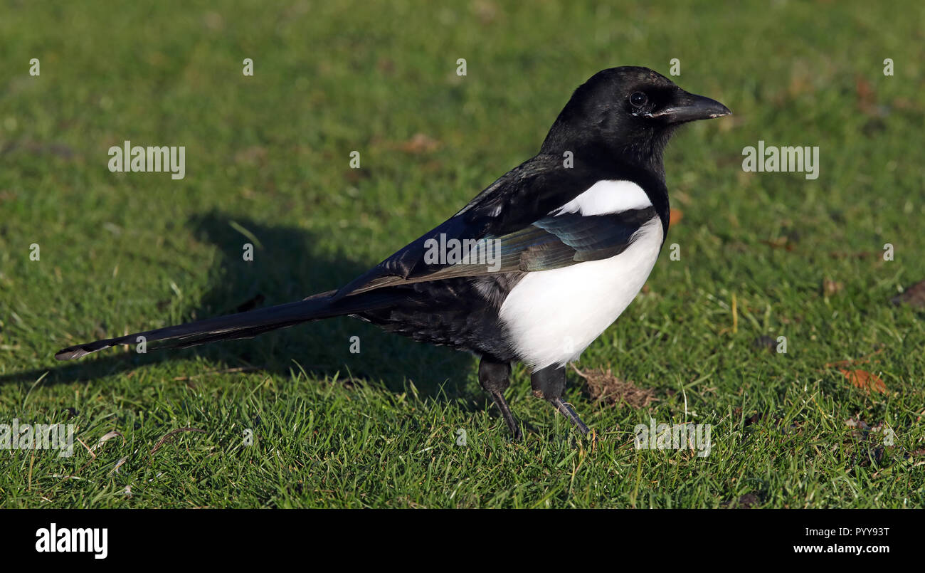 Magpie on grass hi-res stock photography and images - Alamy