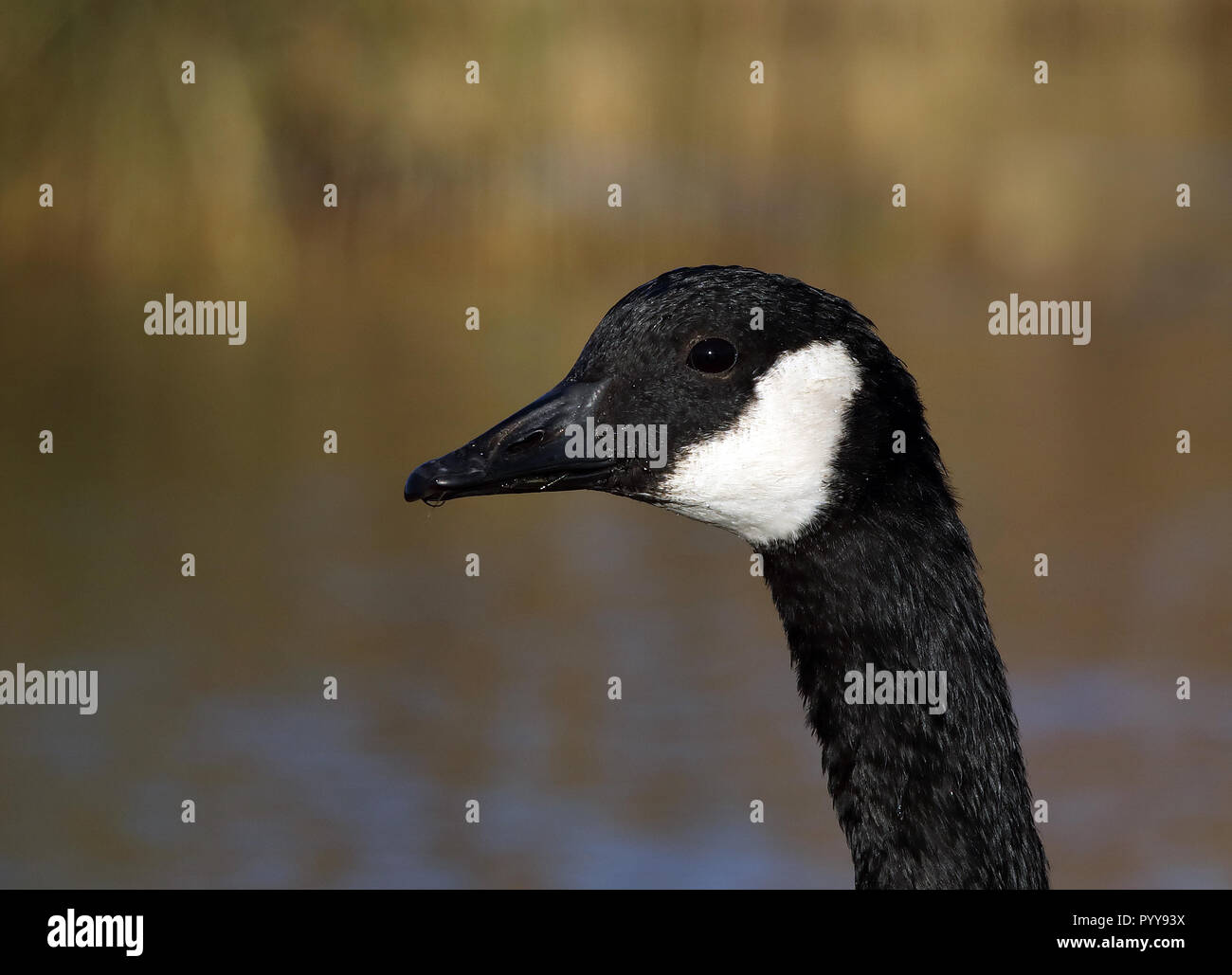 Canada goose head hi-res stock photography and images - Alamy