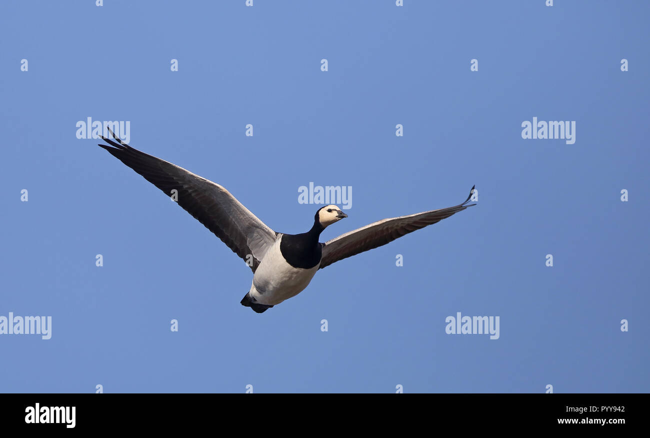 Flying goose / Barnacle goose (Branta leucopsis Stock Photo - Alamy