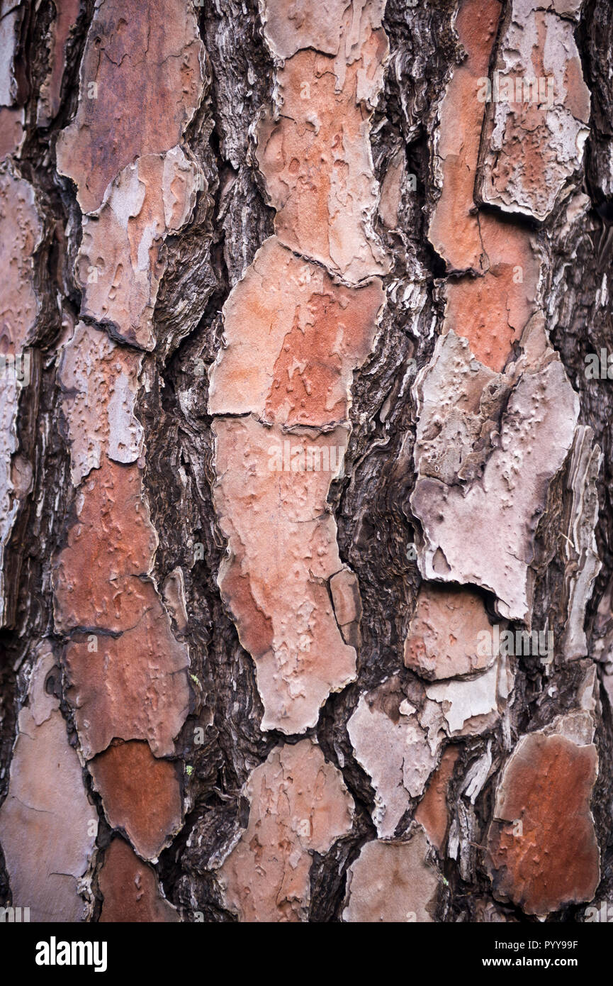 Textured tree bark close-up abstract background Stock Photo - Alamy
