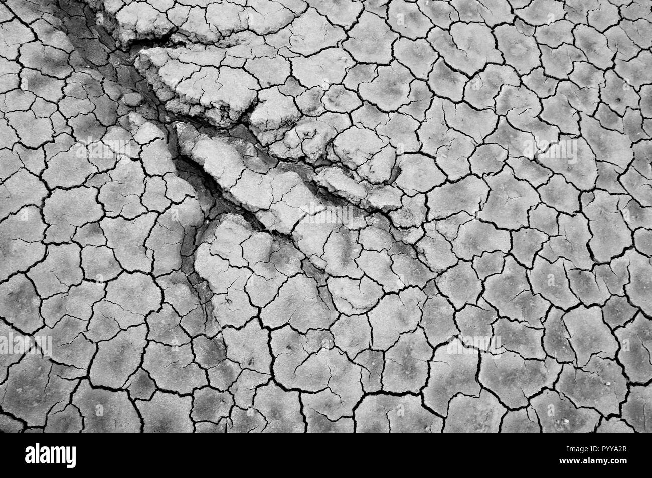 Natural background showing detail Black and White Stock Photos & Images ...