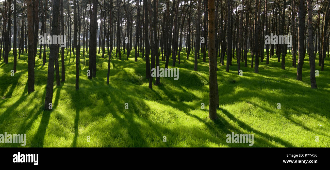 Panorama of the war-scarred land at Vimy World War I battlefield, the ...