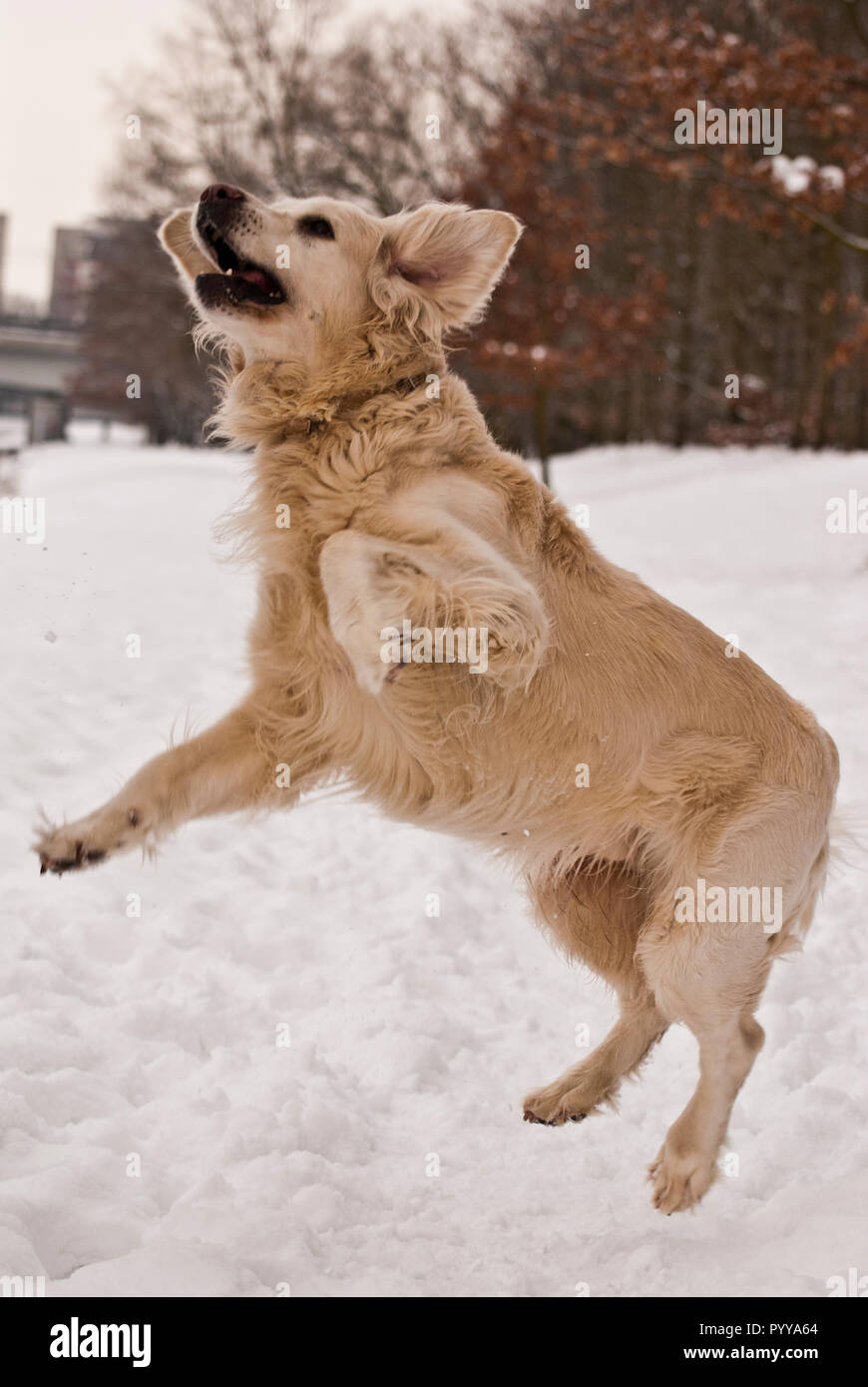 Jumping dog hi-res stock photography and images - Alamy