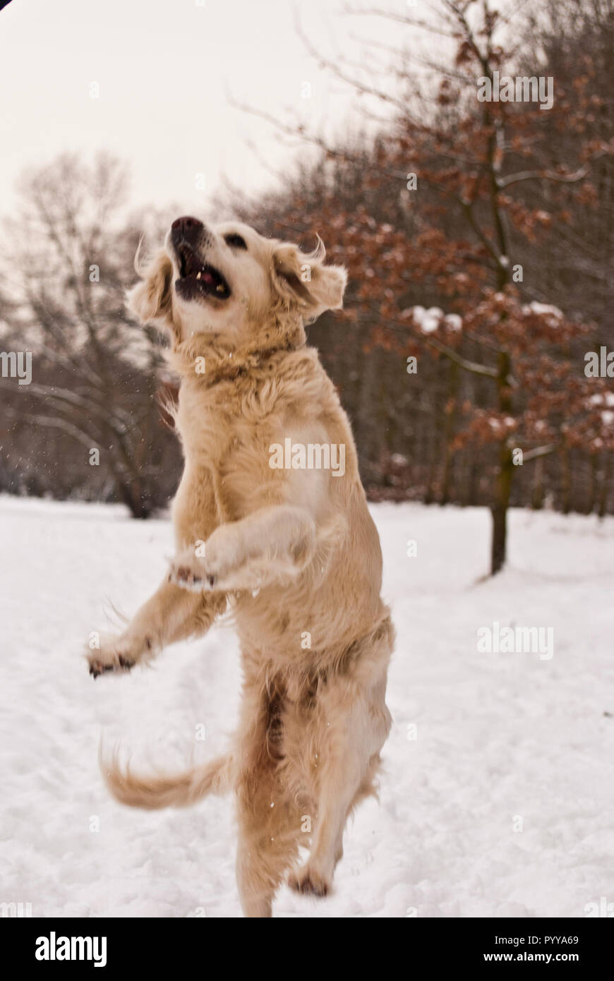 Jumping dog hi-res stock photography and images - Alamy