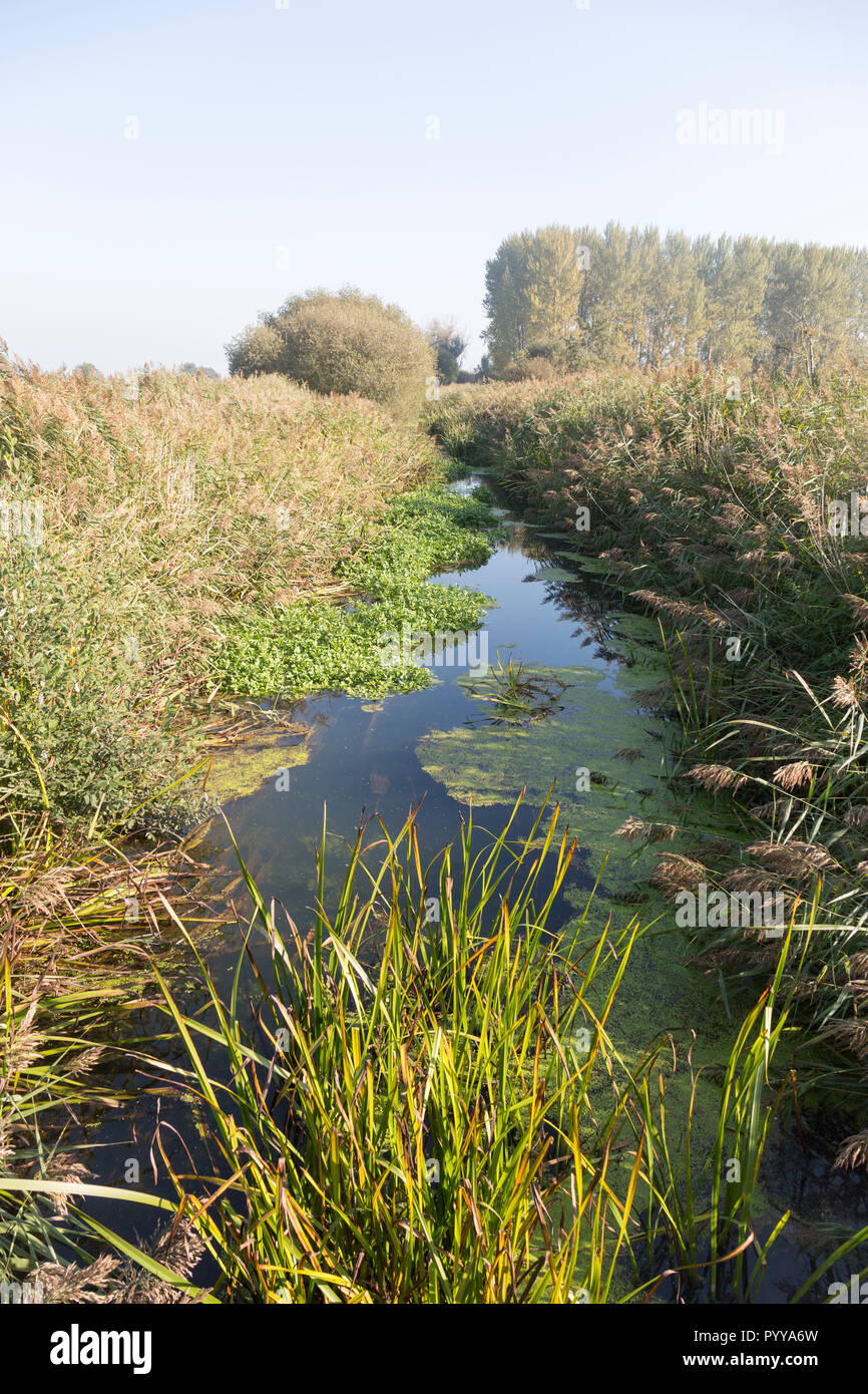 Drainage river channel Minsmere New Cut, wetland landscape at ...