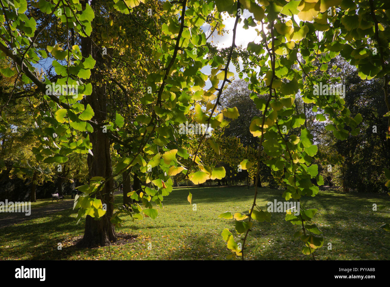 Autumn leaves on a Gingko tree in Bute park Cardiff Wales Stock Photo ...
