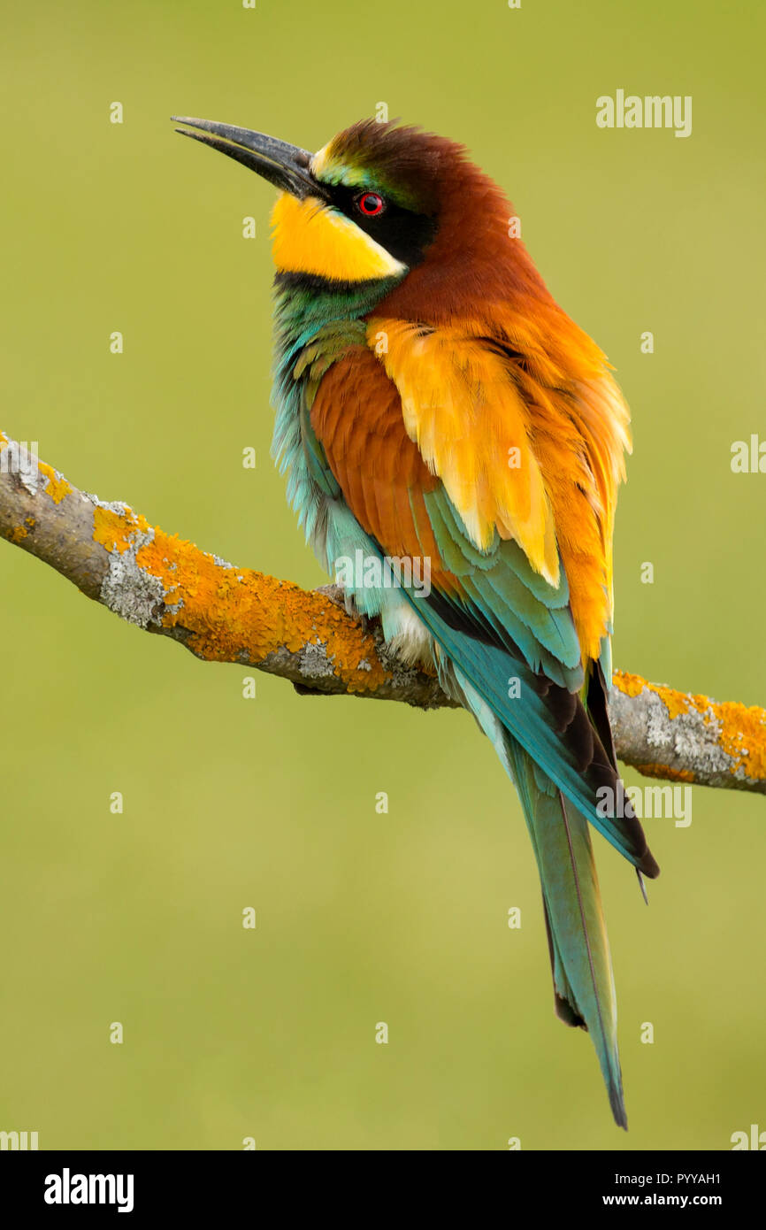 Colorful bird looking hi-res stock photography and images - Alamy