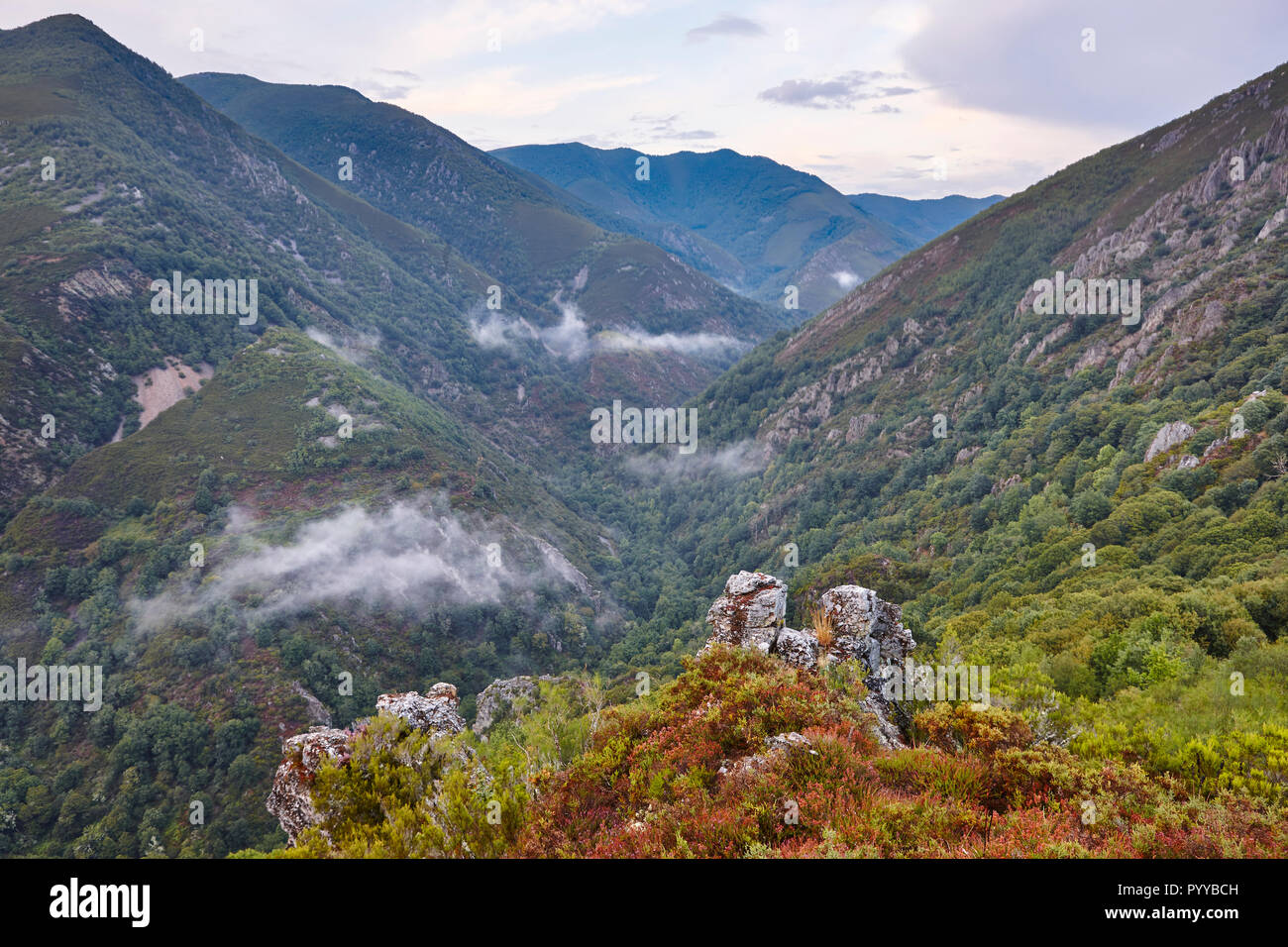 Oak tree forest landscape in Asturias. Bear route Narcea. Spain Stock ...